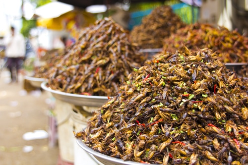 Edible Insects Growing More Common - Emtec Pest Control