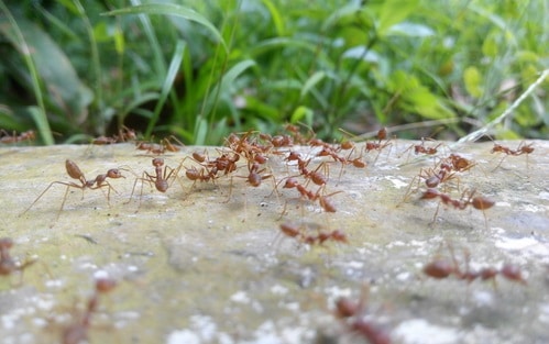 3 Reasons to Invest In Ant Control This Spring - Emtec Pest Control