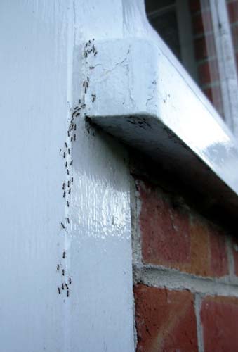 What Are Ants Good For? - Emtec Pest Control