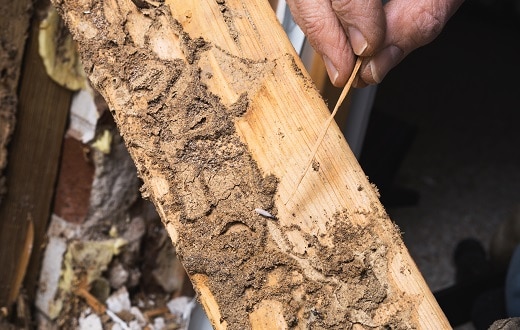 Should You Try DIY Termite Control? - Emtec Pest Control