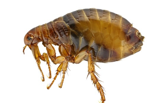 Spring Fleas and Ticks Ready to Return in Oklahoma - Emtec Pest Control