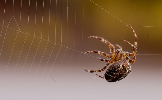 Spring Brings Spiders, Prepare Now! - Emtec Pest Control