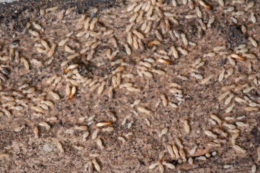 What Makes Termite Infestations So Dangerous? - Emtec Pest Control