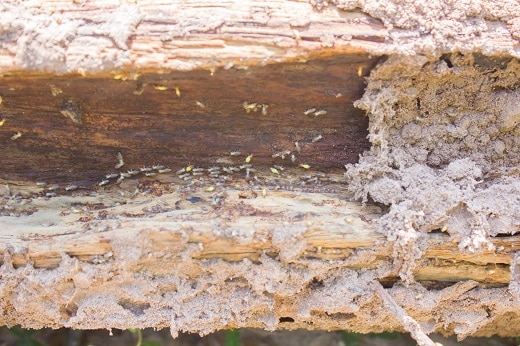 Signs You May Have a Termite Problem - Emtec Pest Control