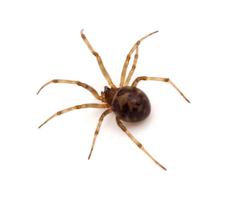 Oklahoma Spider ID Guide - Emtec Pest Control