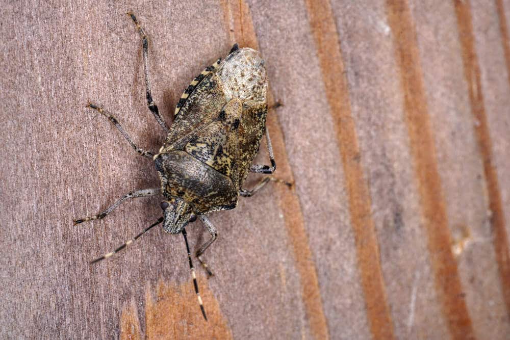 The 5 Most Common Fall Pests - Emtec Pest Control