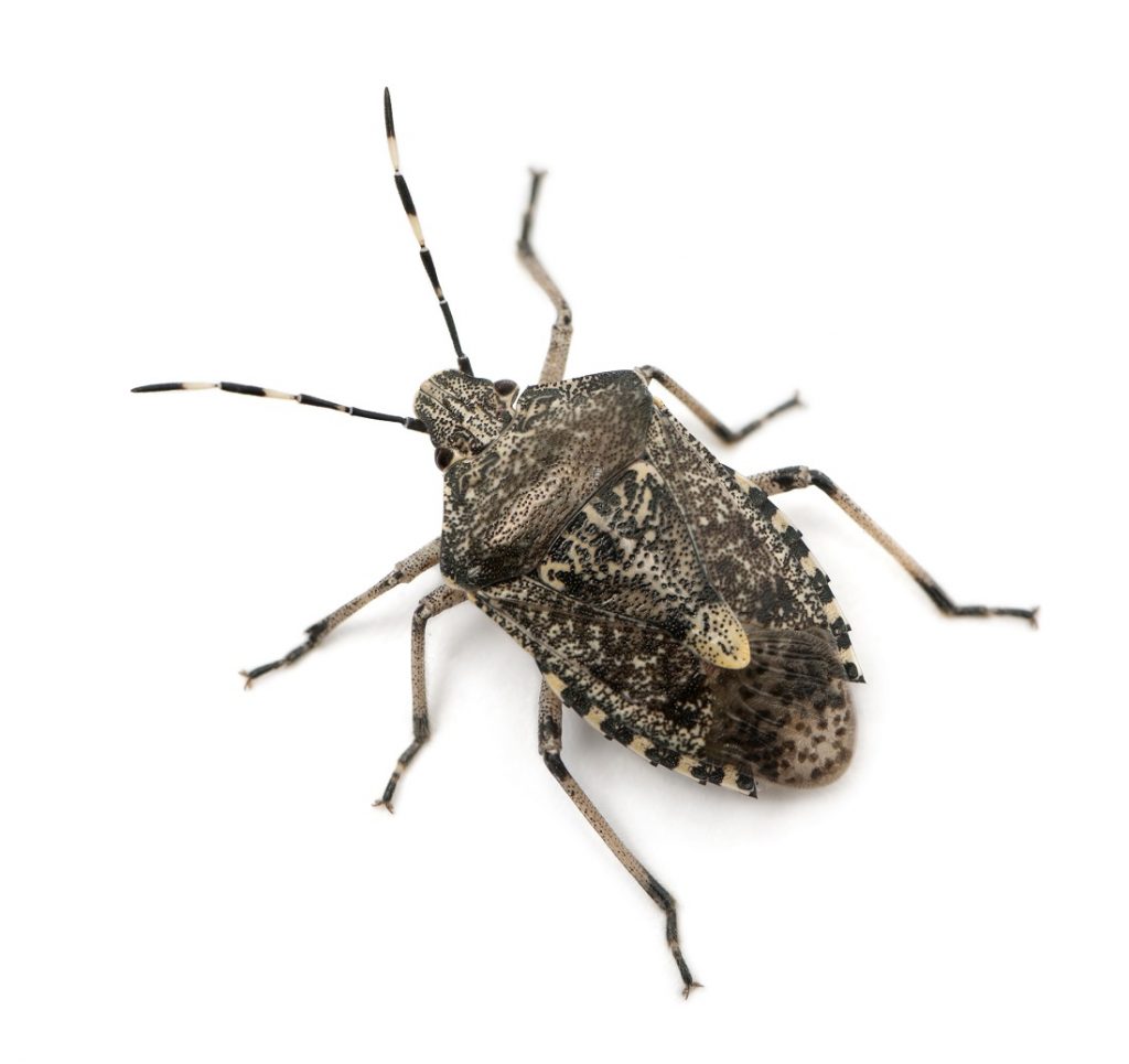 The 5 Most Common Fall Pests - Emtec Pest Control