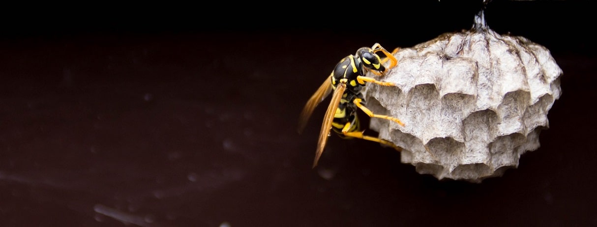 5 Tips for Getting Rid of Wasps - Emtec Pest Control