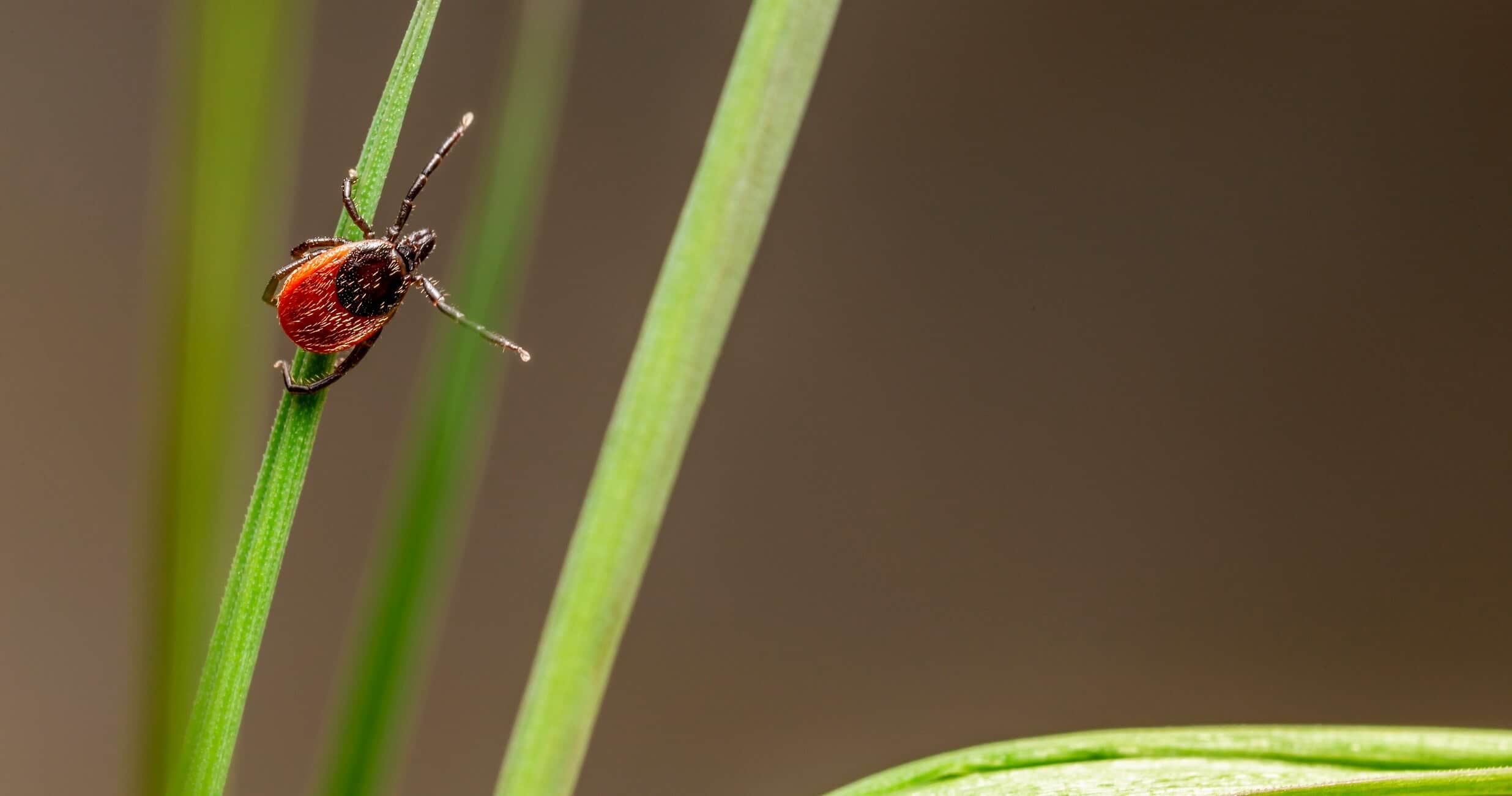 How To Prevent Ticks in Your Yard - Emtec Pest Control