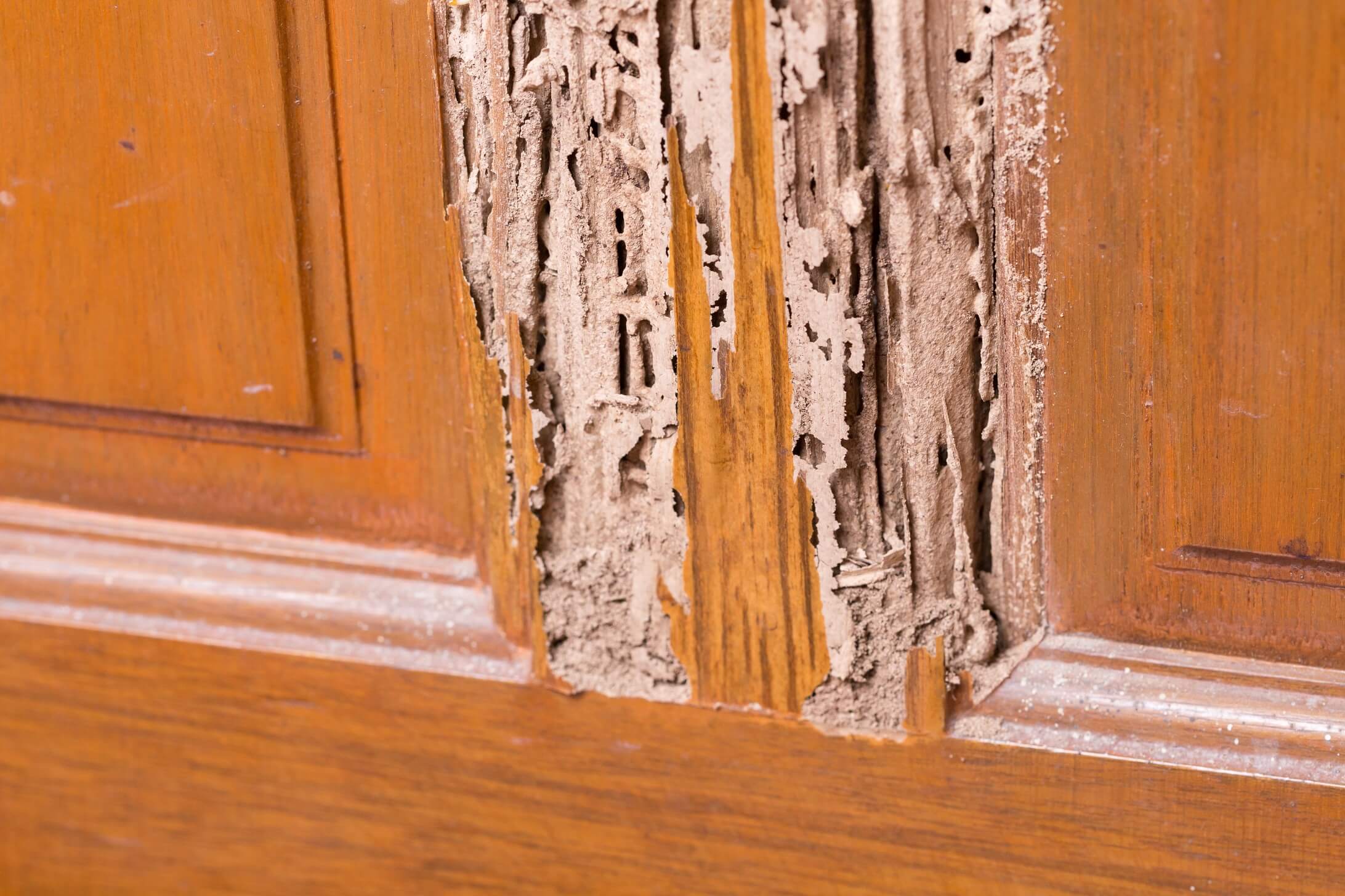 Is Termite Control Important in Oklahoma? - Emtec Pest Control