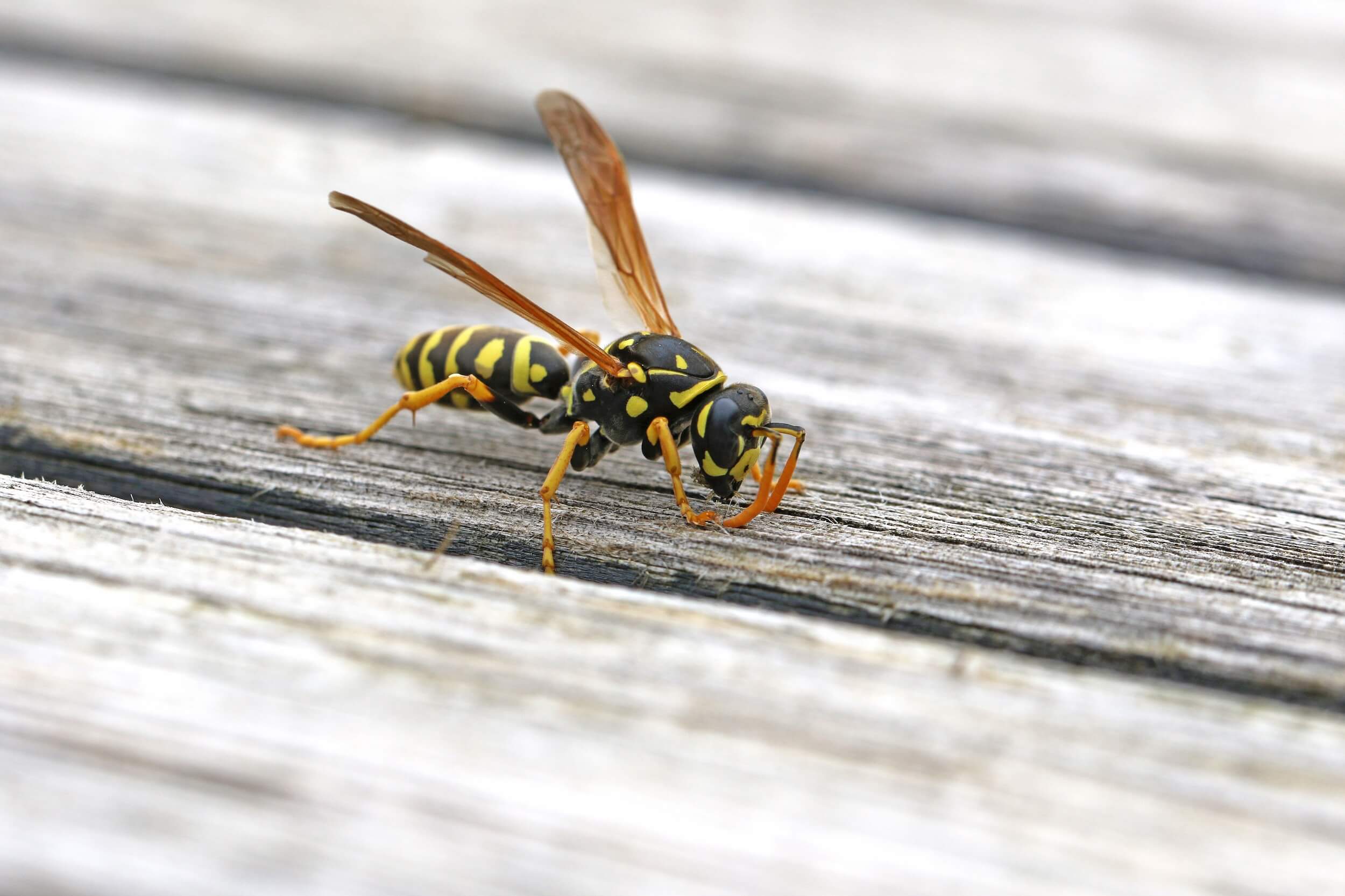 What Should You Do After a Wasp Sting? - Emtec Pest Control