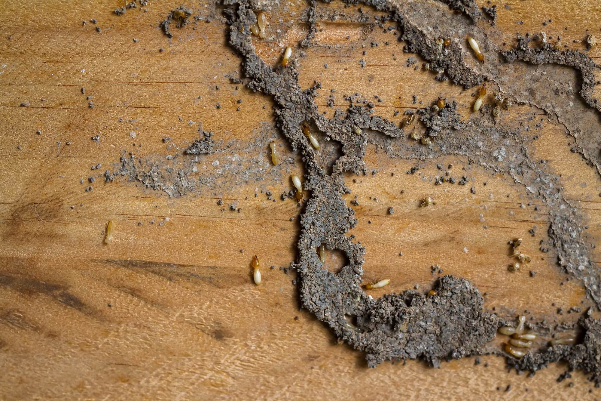 Are Spot Treatments Effective for Termites? - Emtec Pest Control