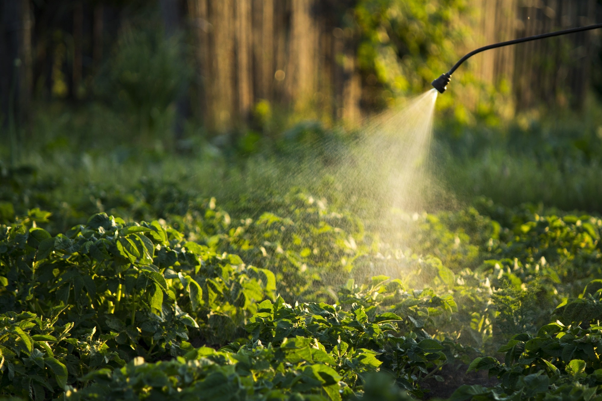 Organic Pest Control: Is It Effective? - Emtec Pest Control