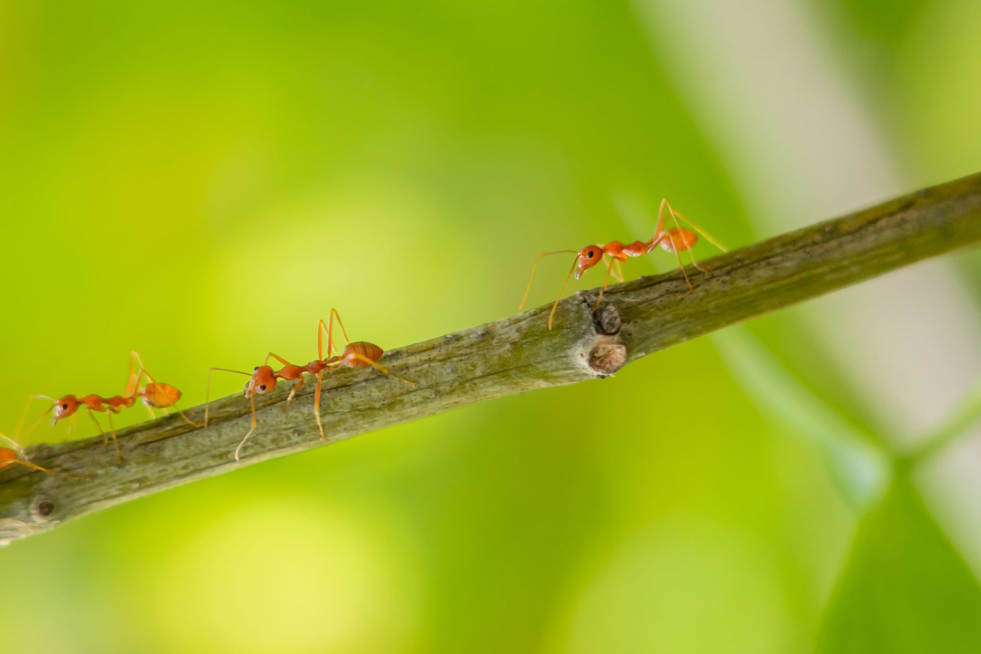 Ants Inside vs. Ants Outside - Emtec Pest Control