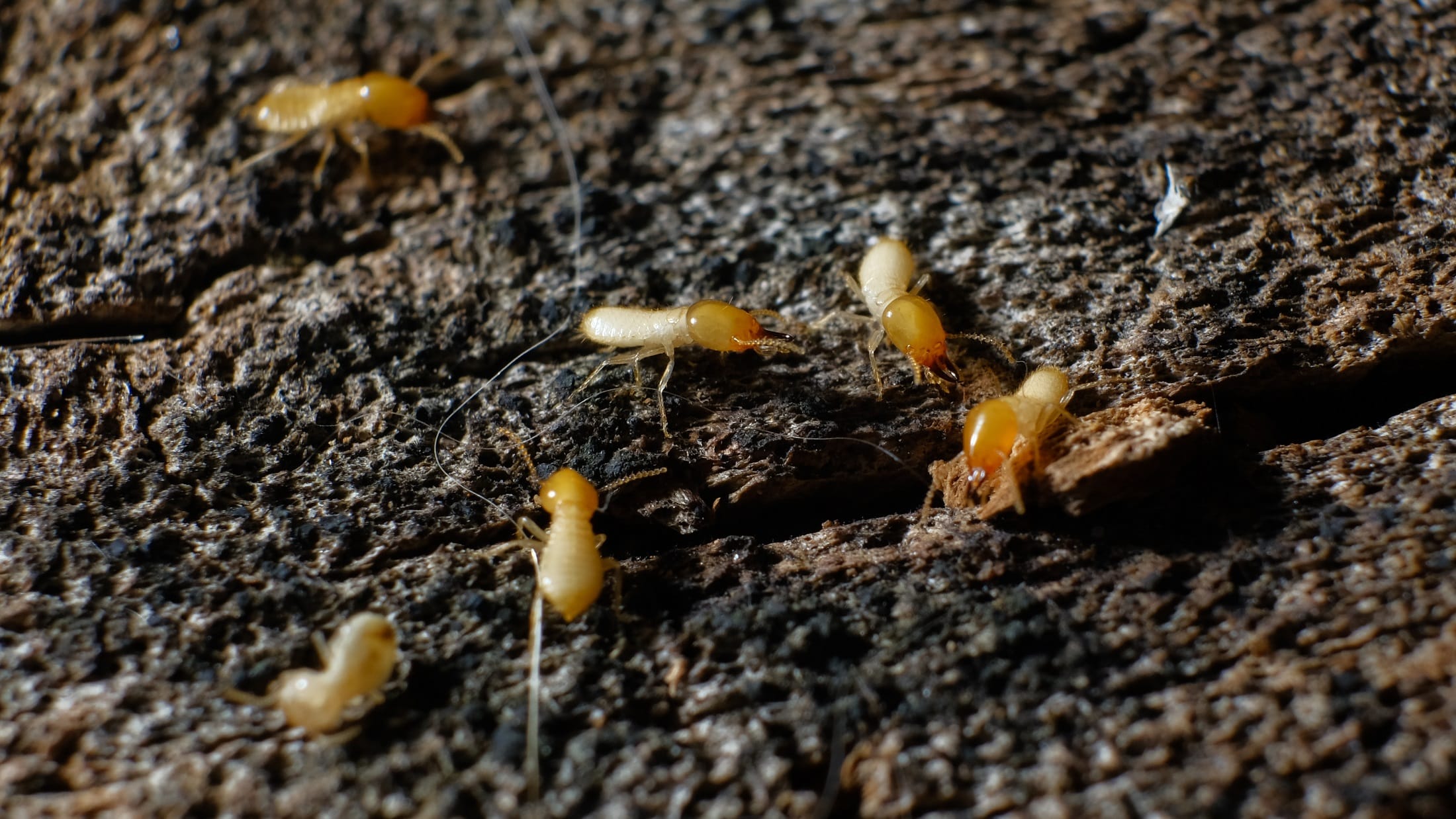 Termites Exposed: Decoding the Signs of Infestation - Emtec Pest Control