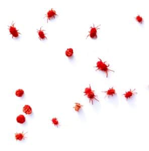 An Overview of Chiggers and Clover Mites - Emtec Pest Control
