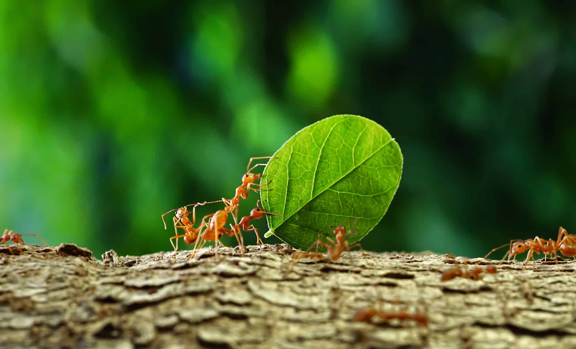 Fall Ant Infestations: Prevention and Treatment - Emtec Pest Control