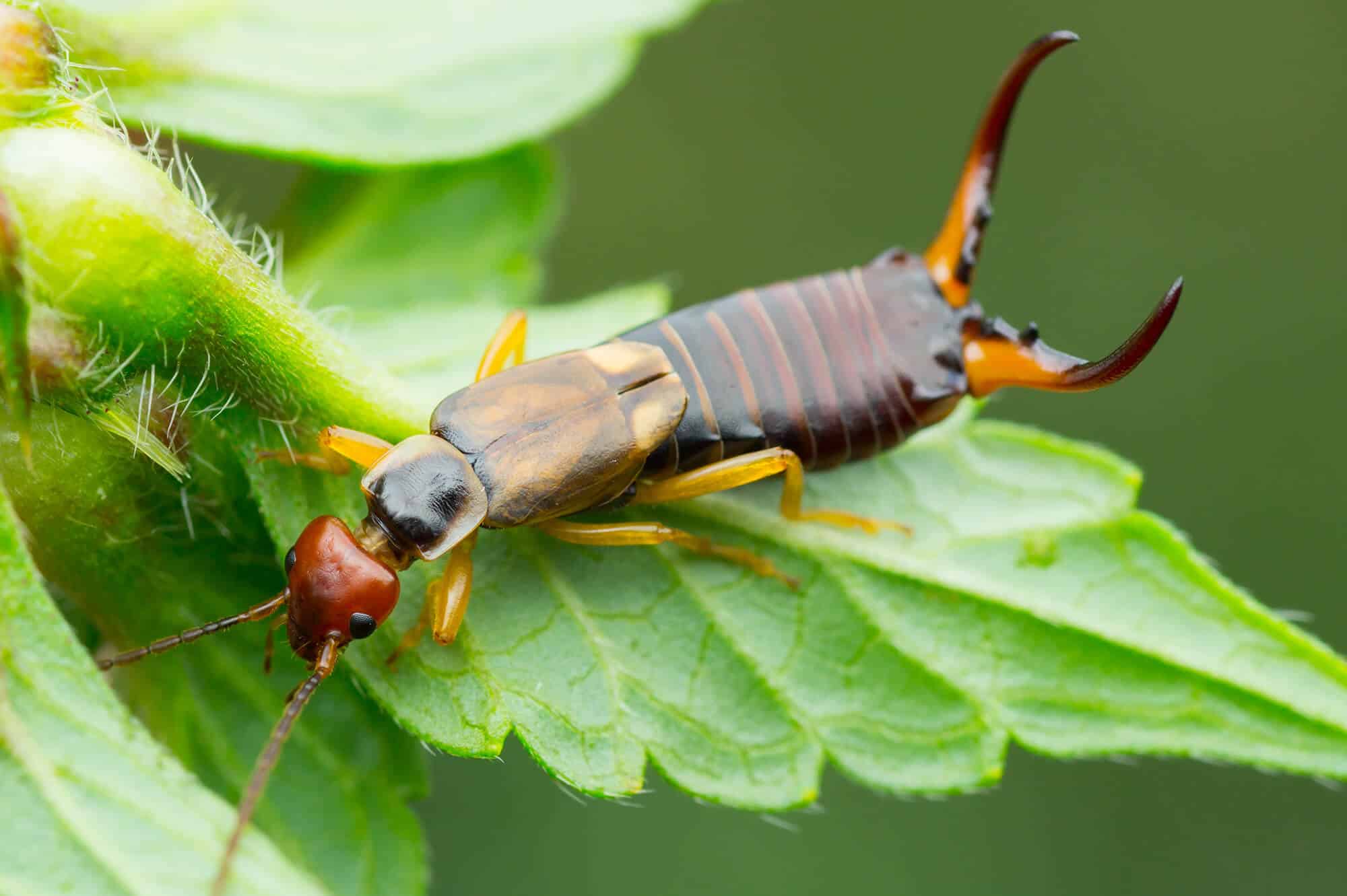 Soldier Termite Vs Earwig