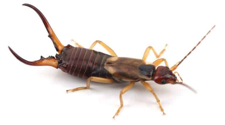 Earwigs in Oklahoma: Pest or Pal? - Emtec Pest Control