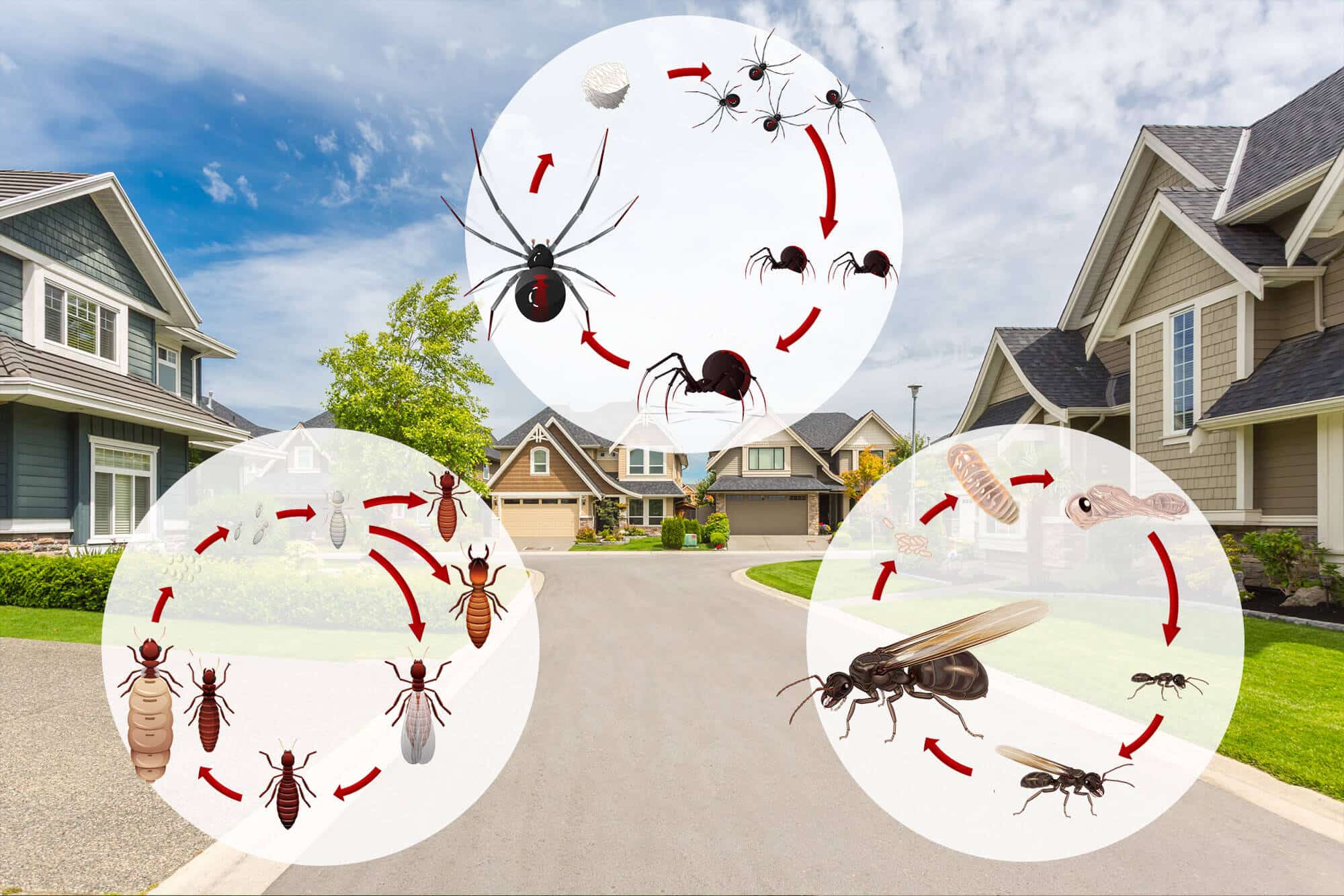 The Lifecycle of Common Oklahoma Pests