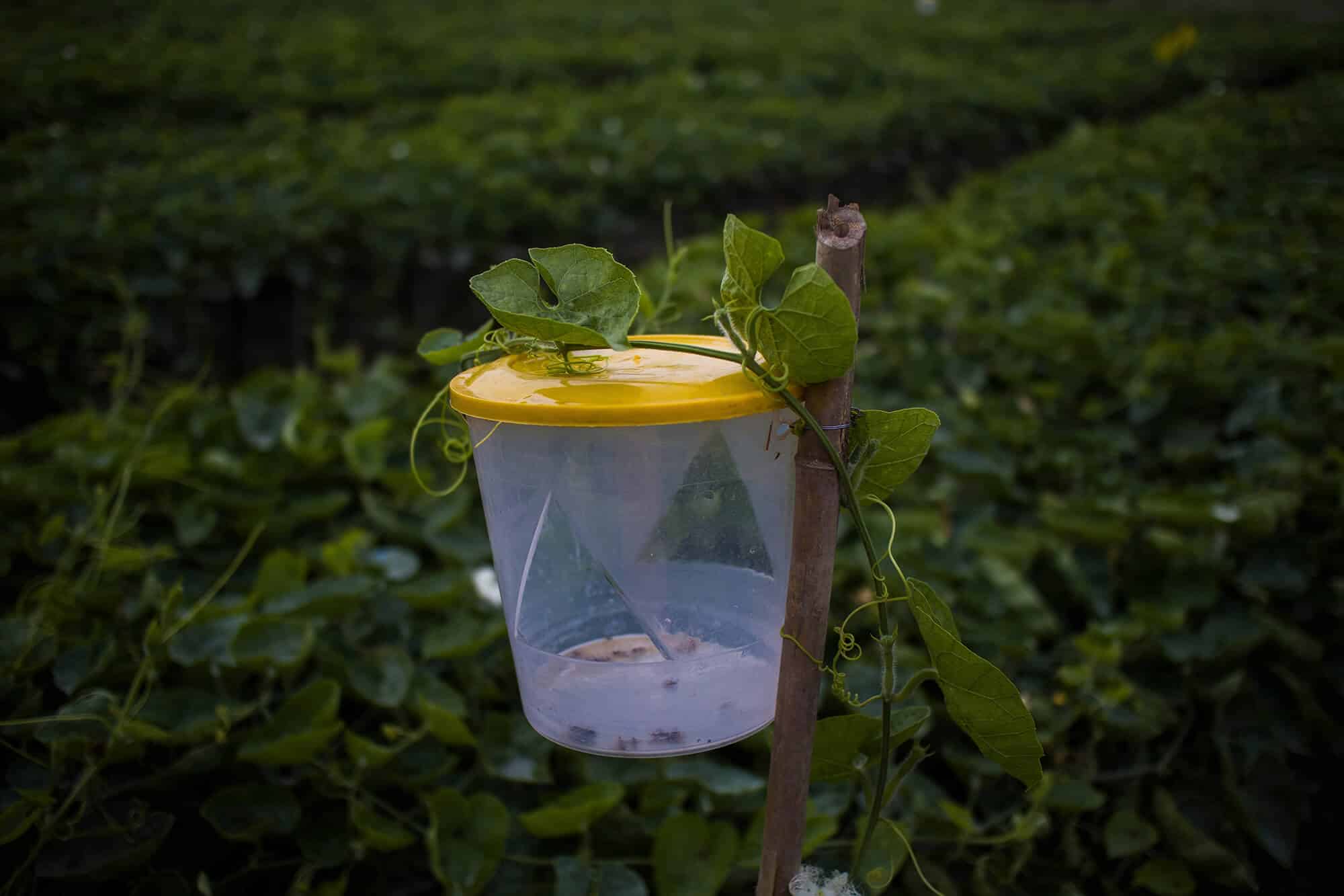 Stay Green and Clean this Summer with Sustainable Pest Solutions