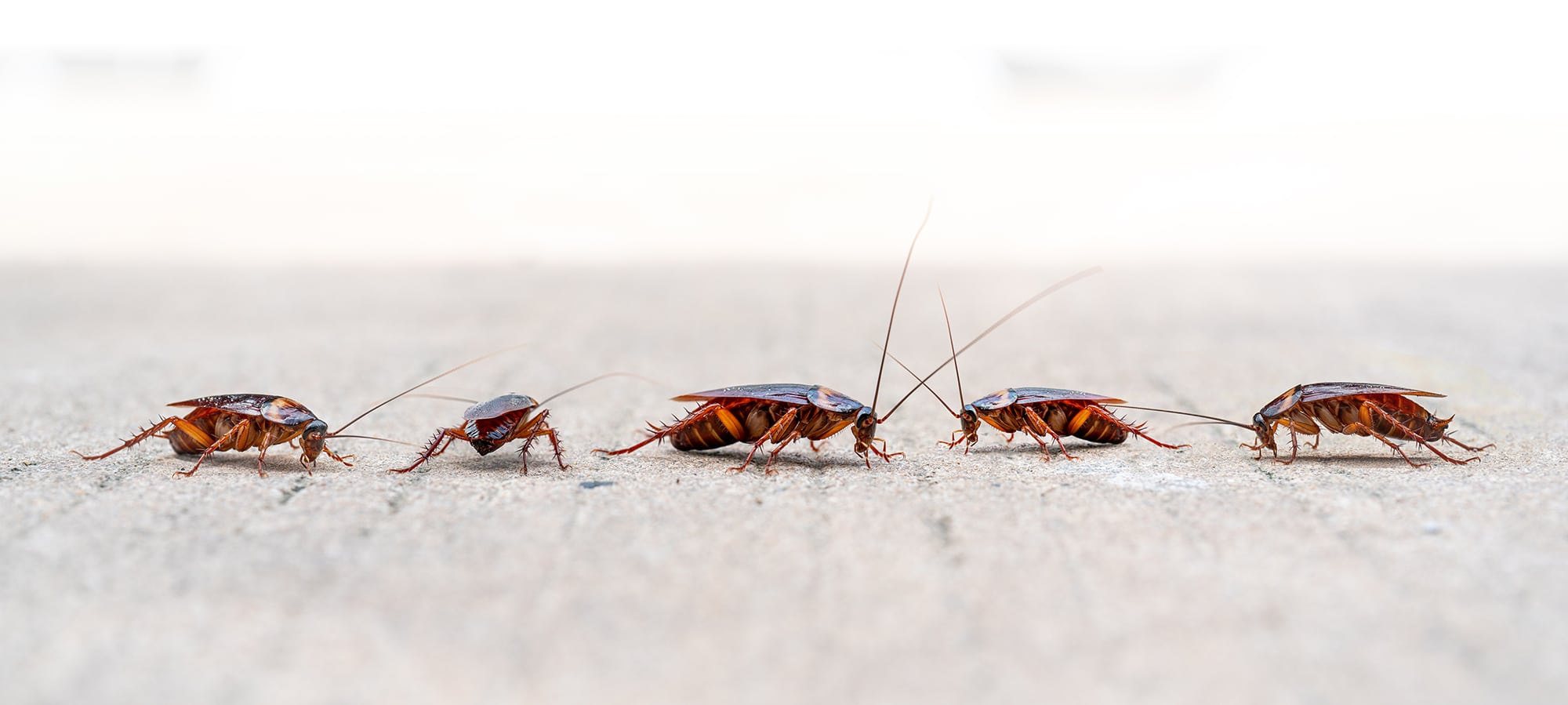 Essential Insights into Common Household Pests and Their Lifecycles