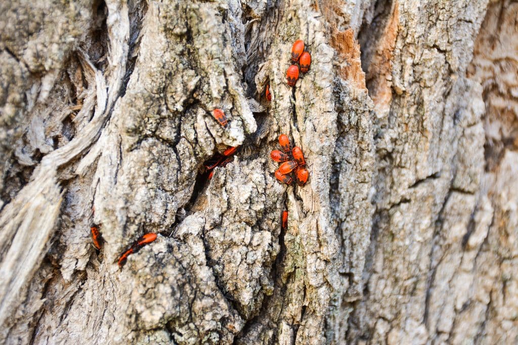 Hibernating Pests: Understanding Winter Behavior in Your Home