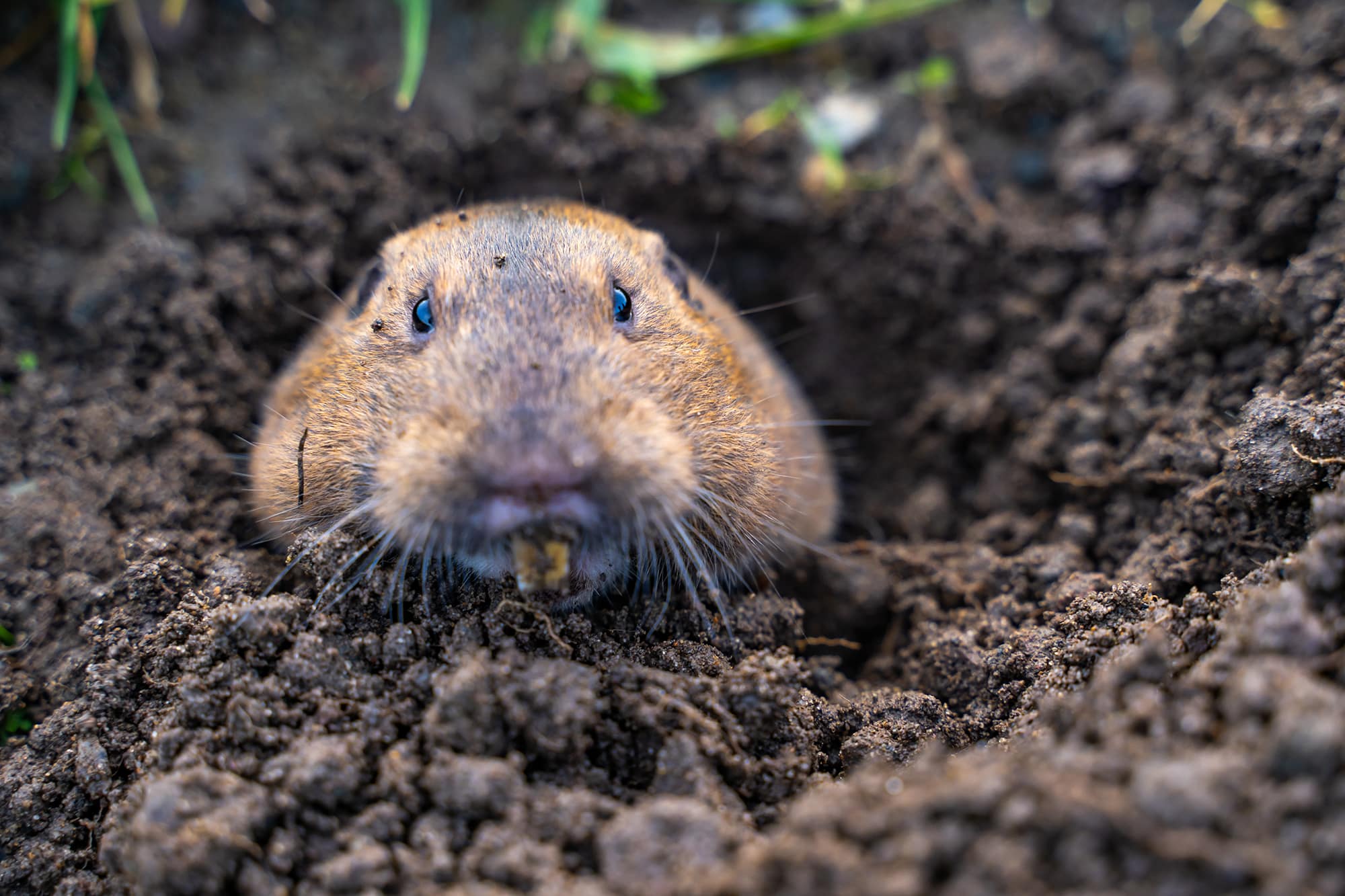 Effective Strategies for Managing Moles and Gophers in Your Yard